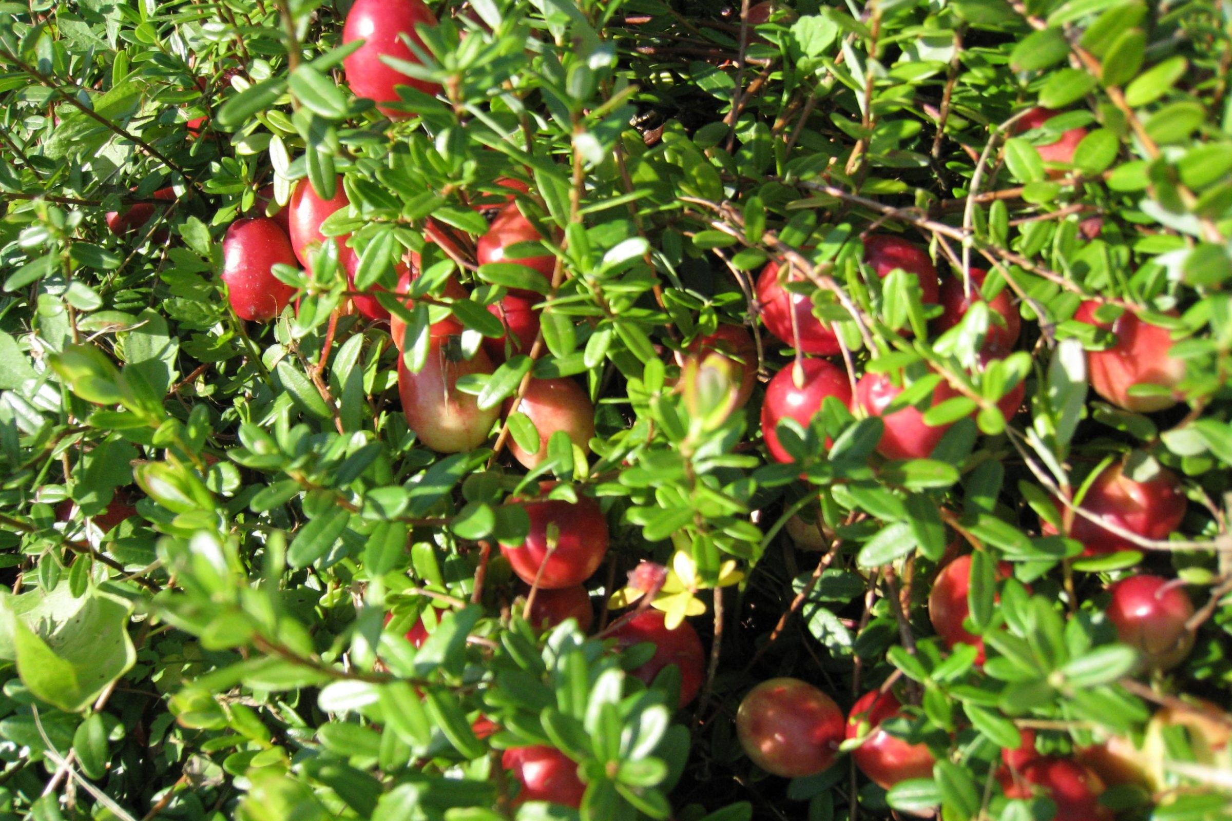 Kiti augalai – Astos Dailidienės UOGYNAI